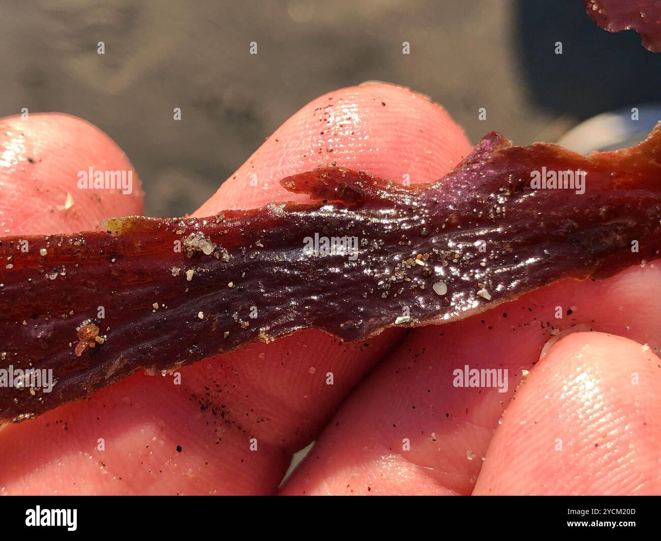 Grape Tongue (Cryptopleura ruprechtiana) Plantae Stock Photo - Alamy