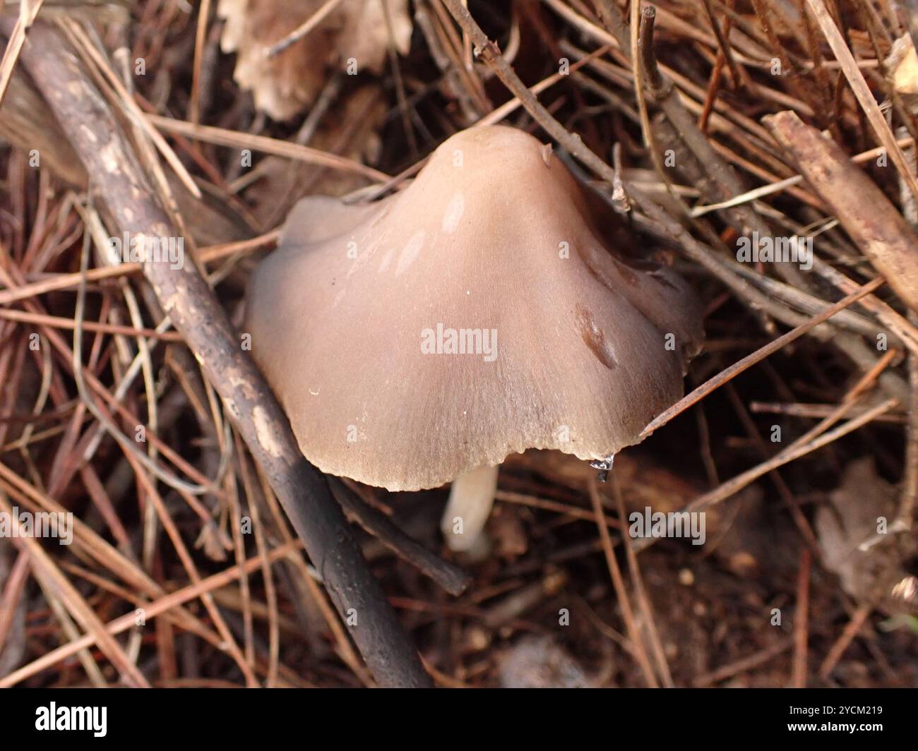 Tall Psathyrella (Psathyrella longipes) Fungi Stock Photo - Alamy