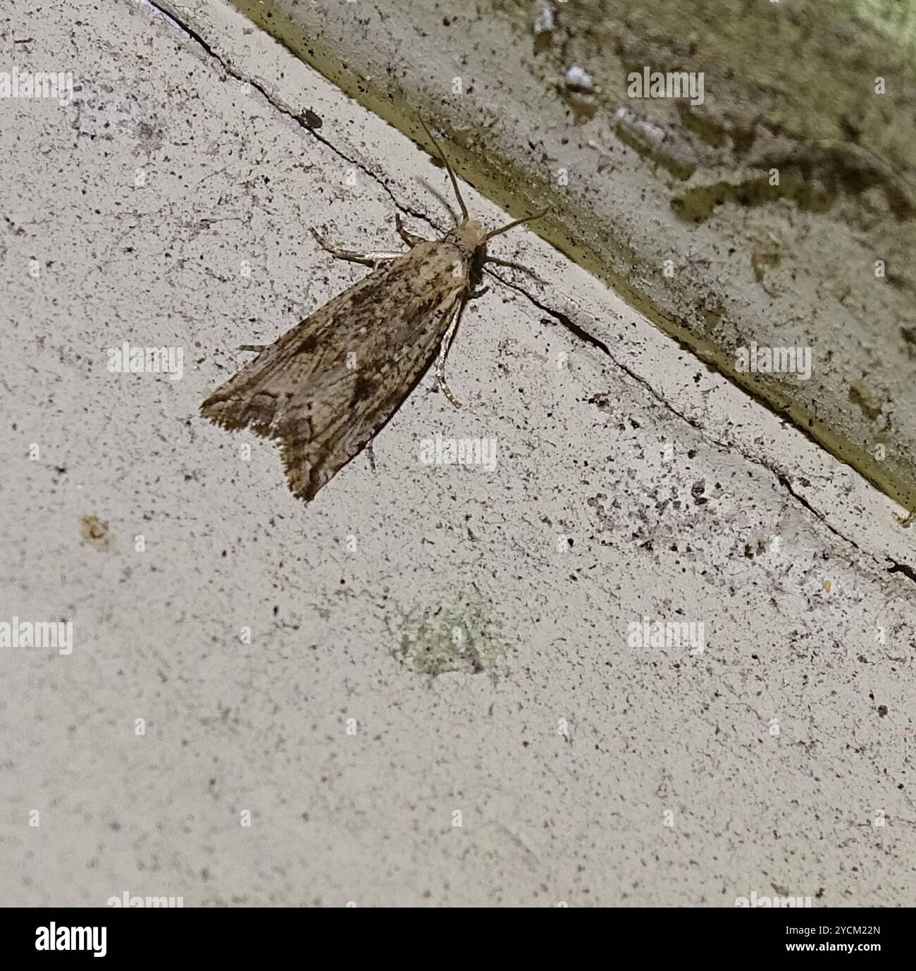 Javelin Moth (Bactra verutana) Insecta Stock Photo - Alamy