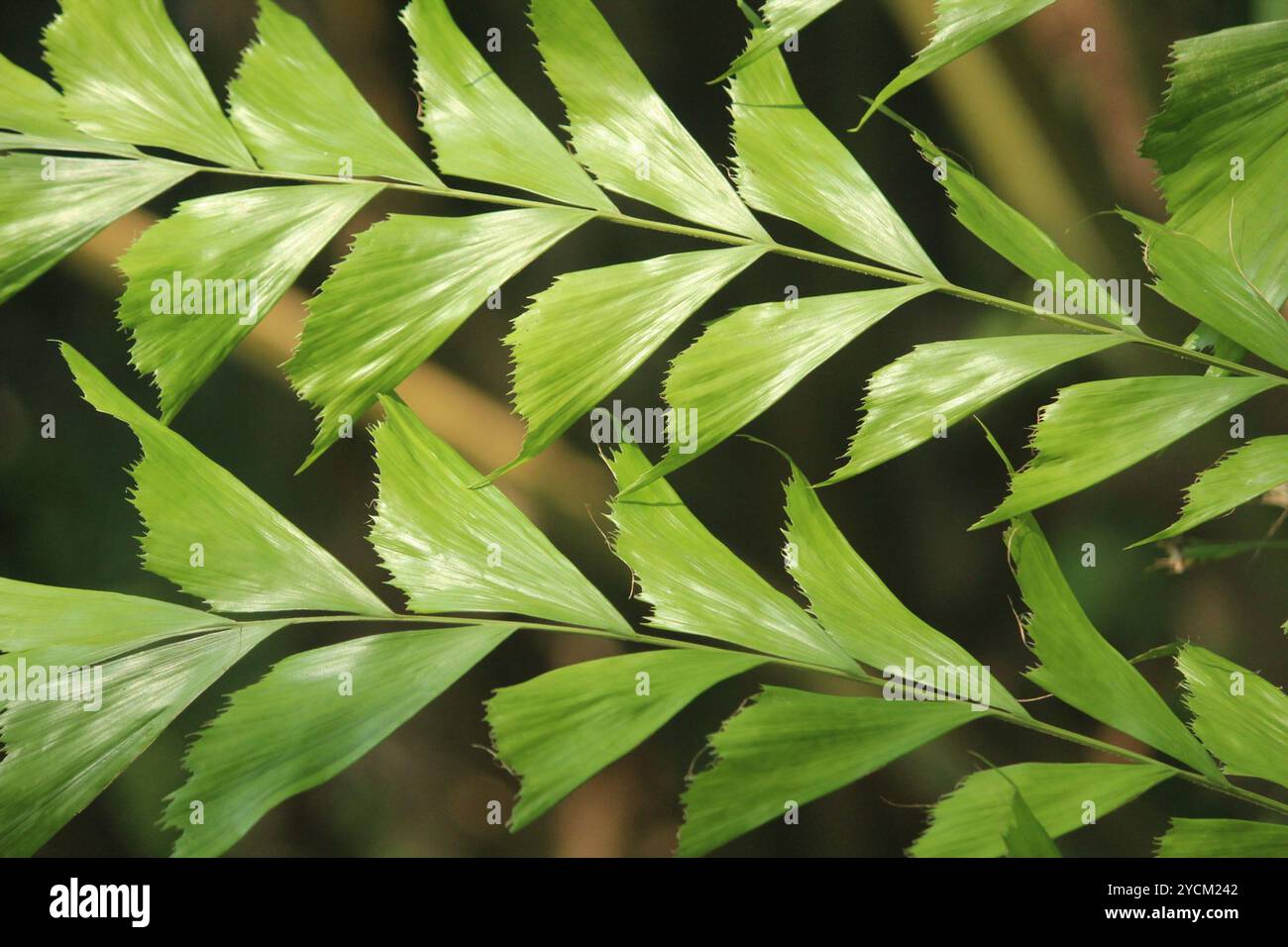 Jaggery palm (Caryota urens) Plantae Stock Photo - Alamy
