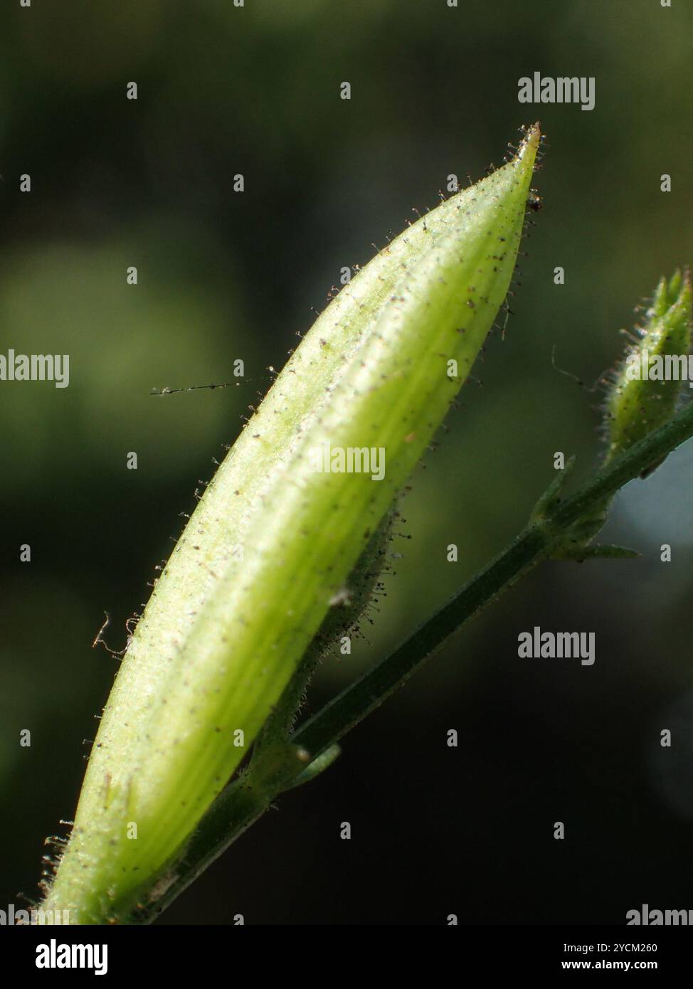Green Chiretta (Andrographis paniculata) Plantae Stock Photo - Alamy