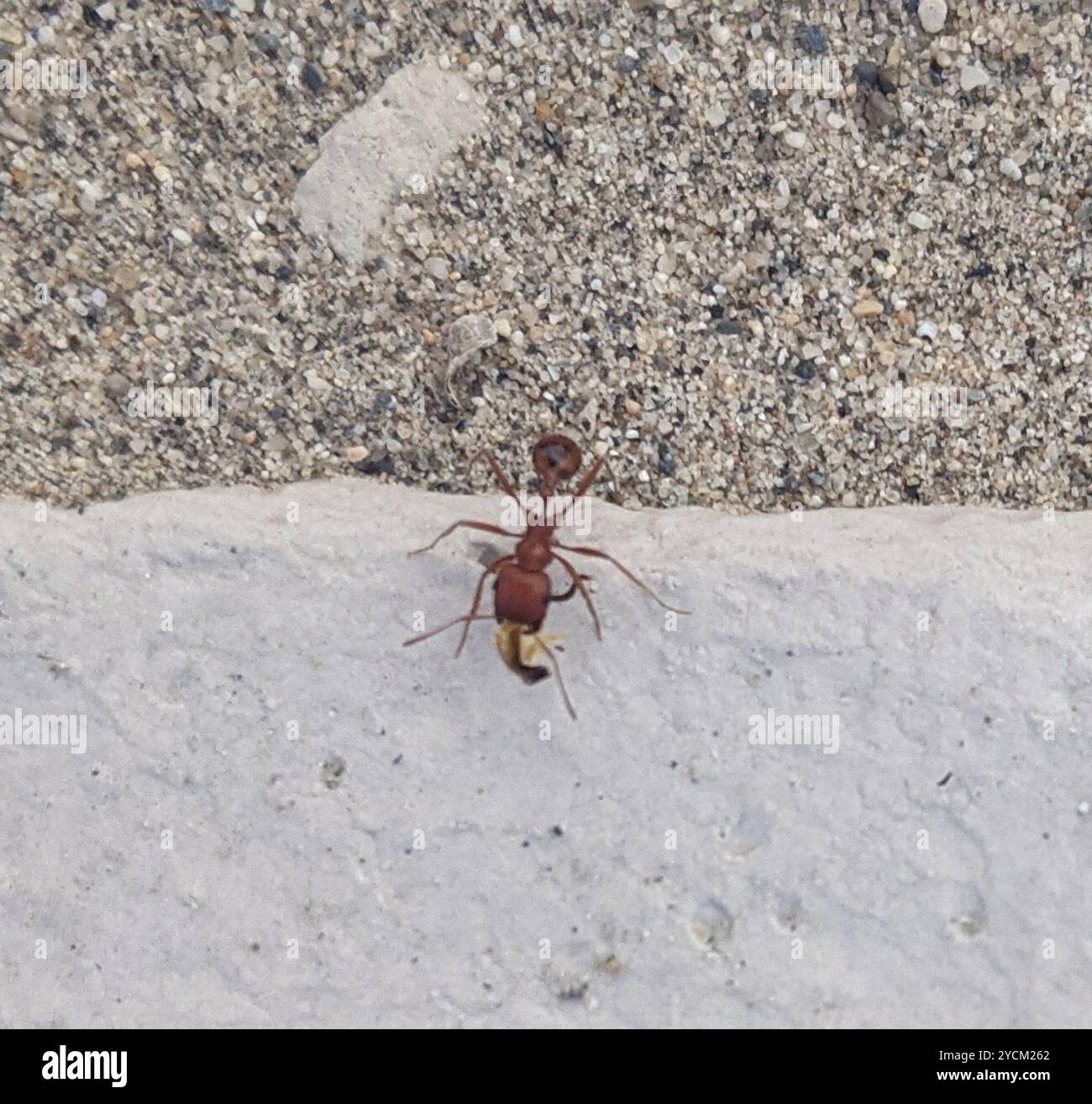 Typical American Harvester Ants (Pogonomyrmex) Insecta Stock Photo - Alamy