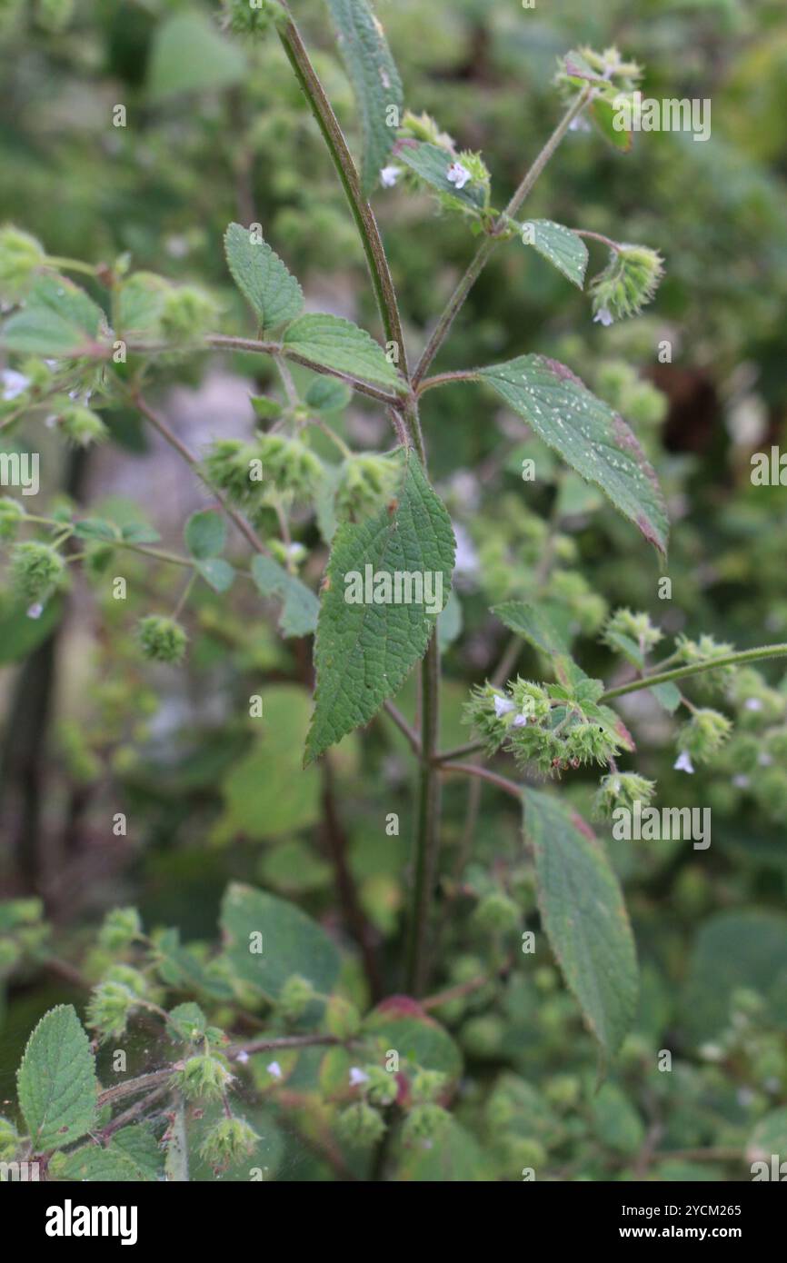 (Hyptis urticoides) Plantae Stock Photo - Alamy