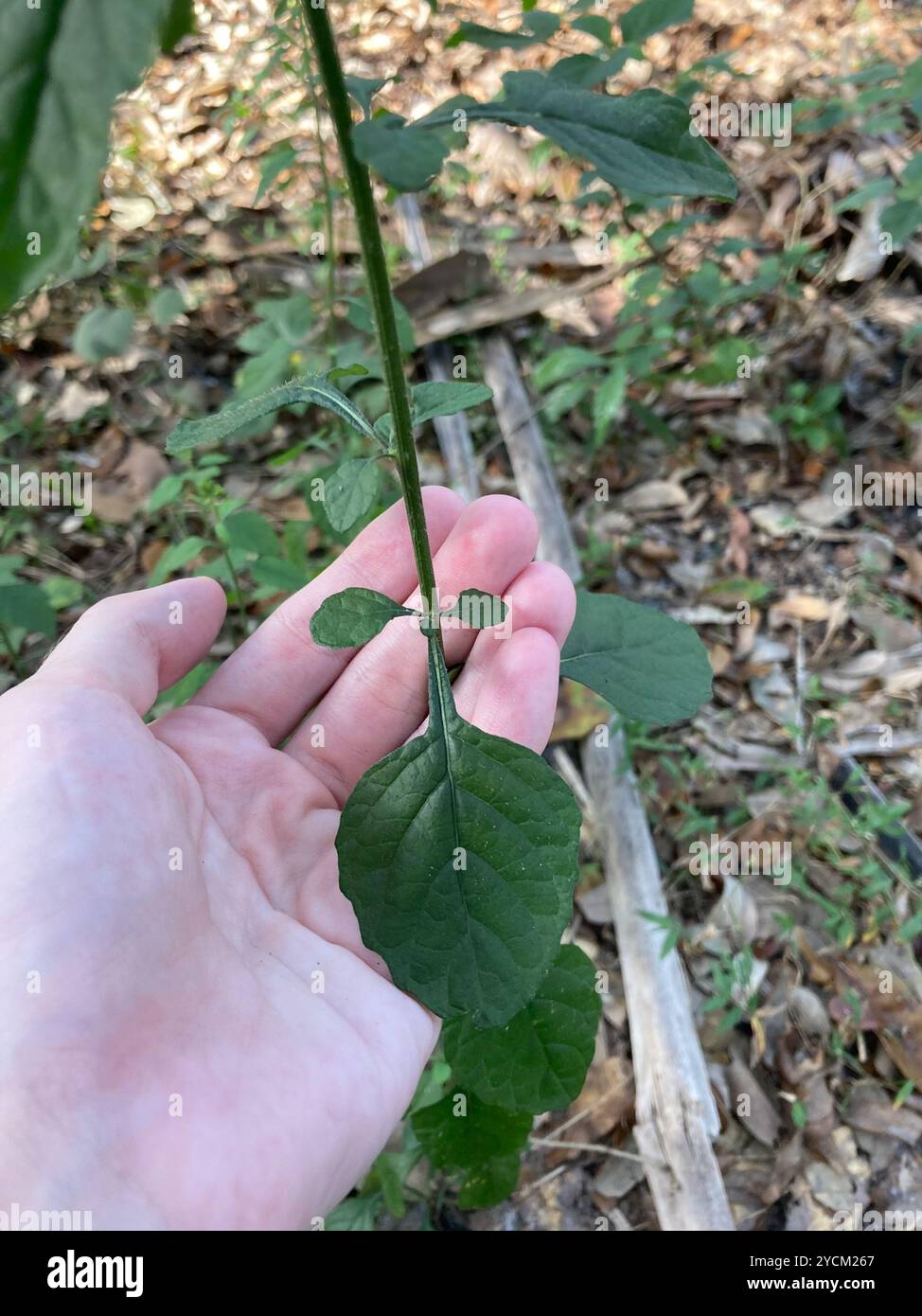 little ironweed (Cyanthillium cinereum) Plantae Stock Photo - Alamy