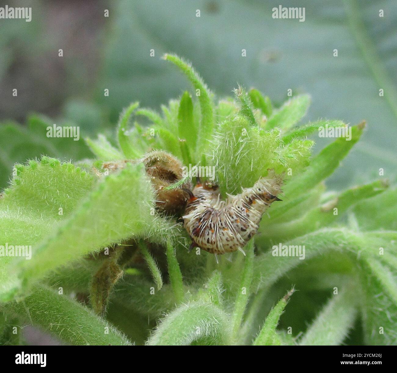 Spiny bollworm hi-res stock photography and images - Alamy