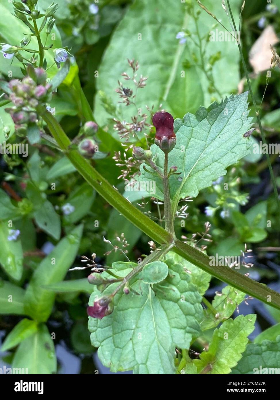 Water Figwort (Scrophularia auriculata) Plantae Stock Photo - Alamy
