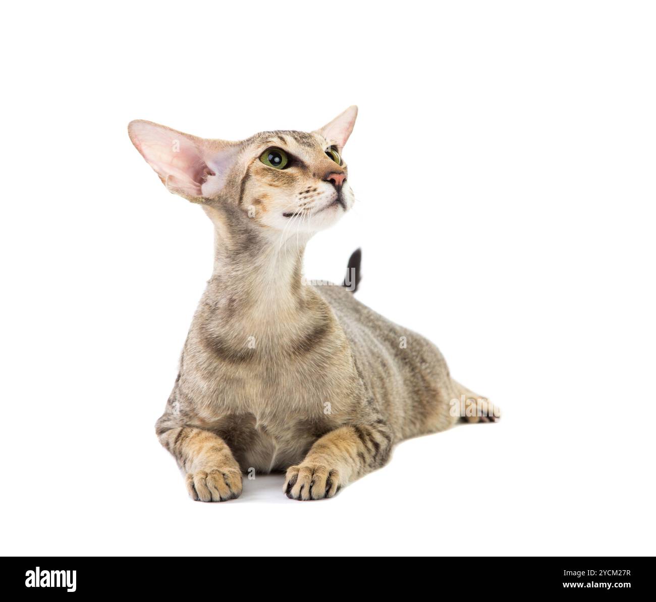 Purebred cute siamese cat lying studio shot Stock Photo - Alamy