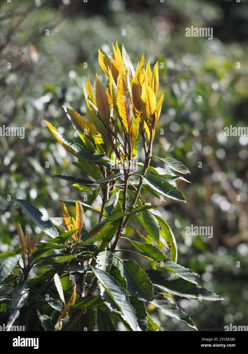 Bronze Loquat (Eriobotrya deflexa) Plantae Stock Photo - Alamy