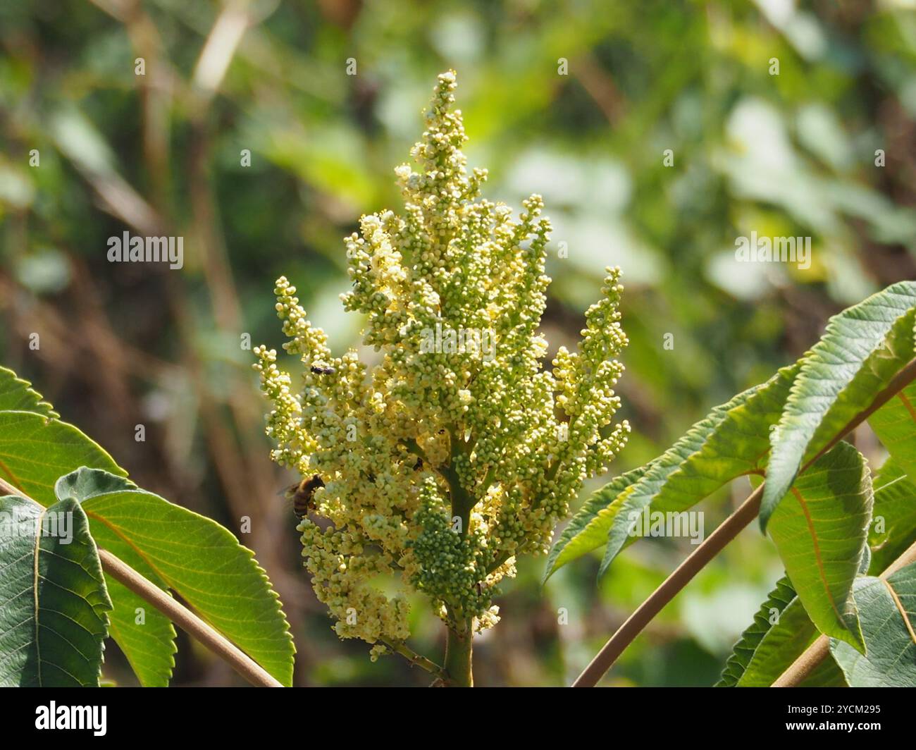 (Rhus chinensis roxburghii) Plantae Stock Photo - Alamy