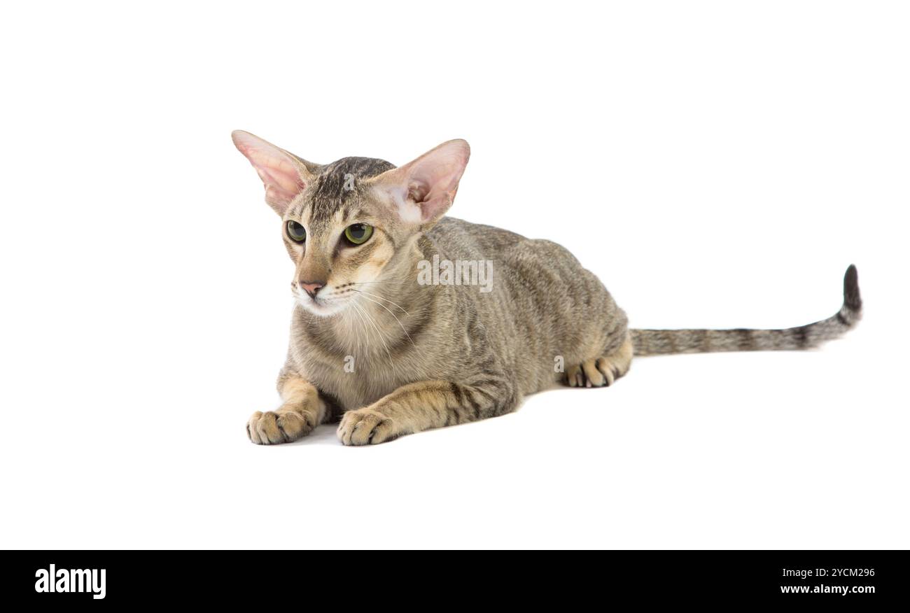 Purebred cute siamese cat lying studio shot Stock Photo - Alamy