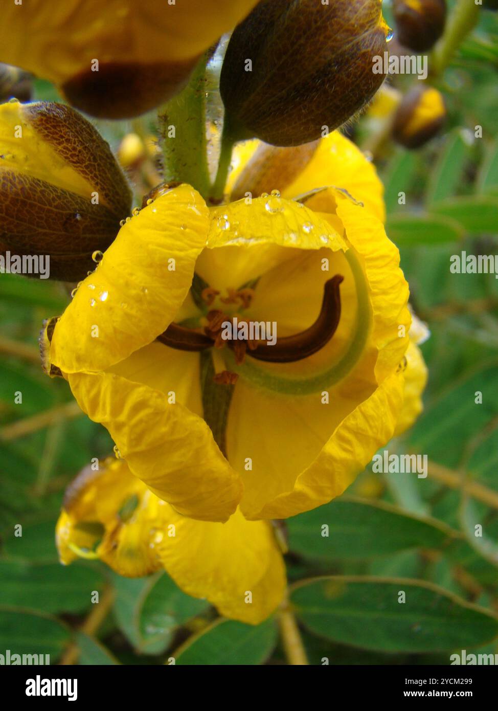 Peanut-Butter Cassia (Senna didymobotrya) Plantae Stock Photo - Alamy