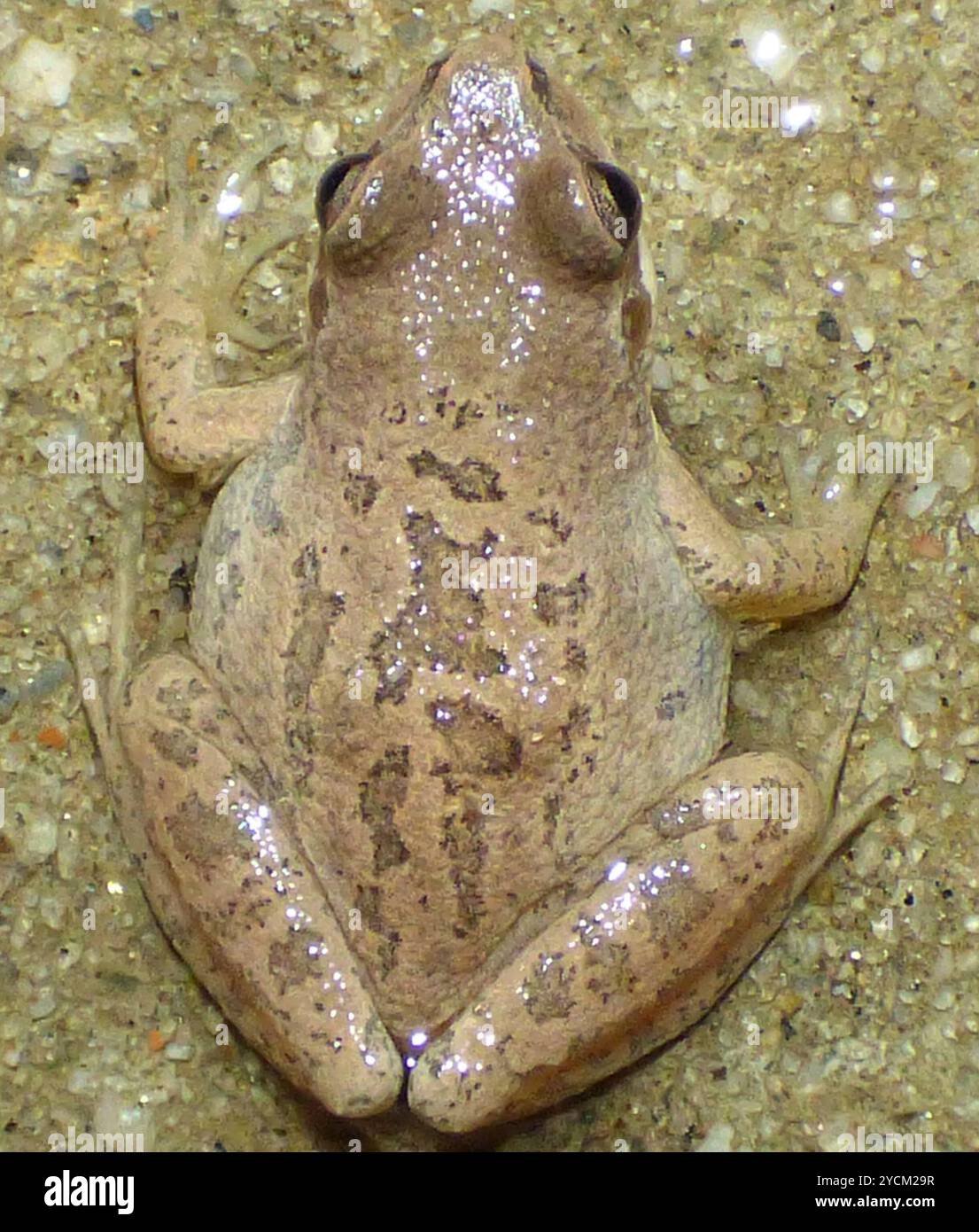Upland Chorus Frog (Pseudacris feriarum) Amphibia Stock Photo - Alamy