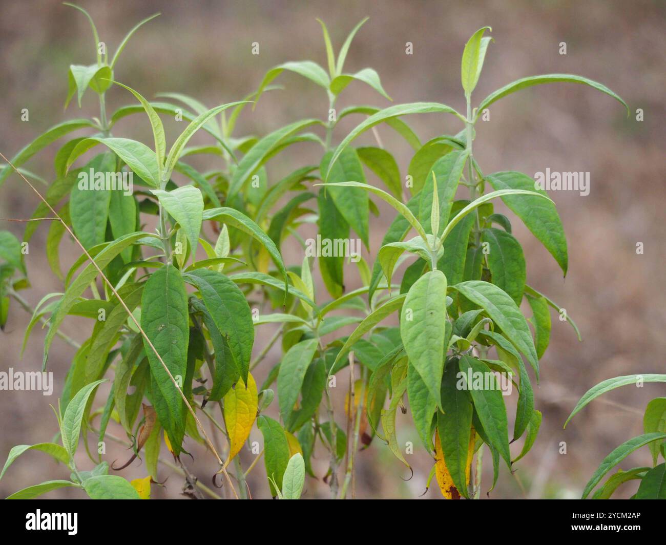 Asiatic butterfly-bush (Buddleja asiatica) Plantae Stock Photo - Alamy