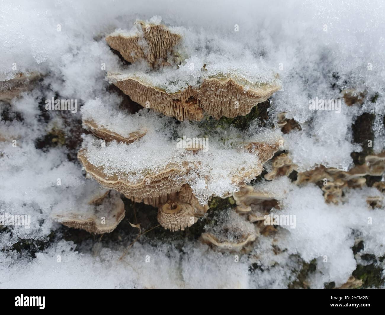Milk-white Toothed Polypore (Irpex lacteus) Fungi Stock Photo - Alamy