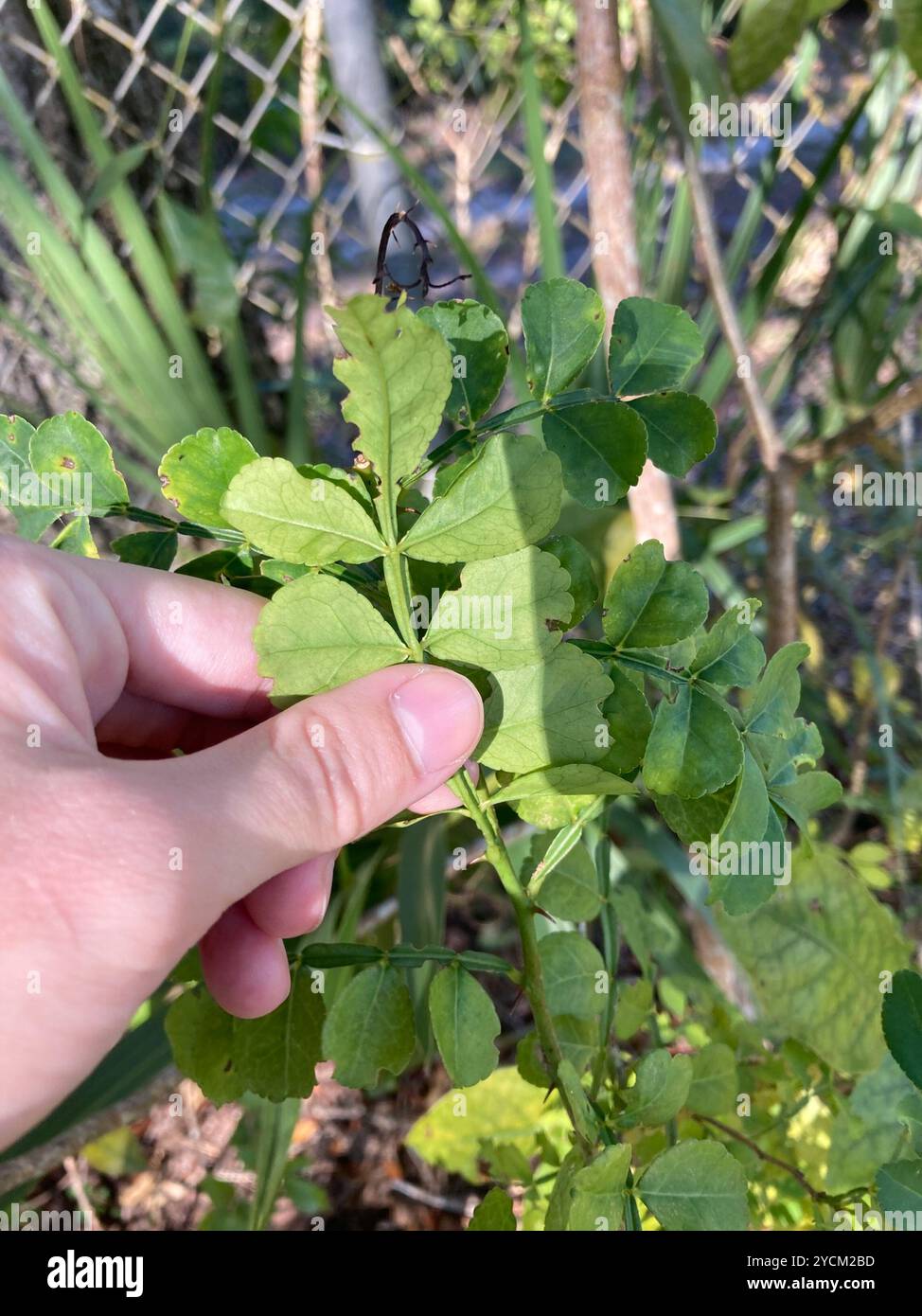 Lime Prickly-ash (Zanthoxylum fagara) Plantae Stock Photo - Alamy