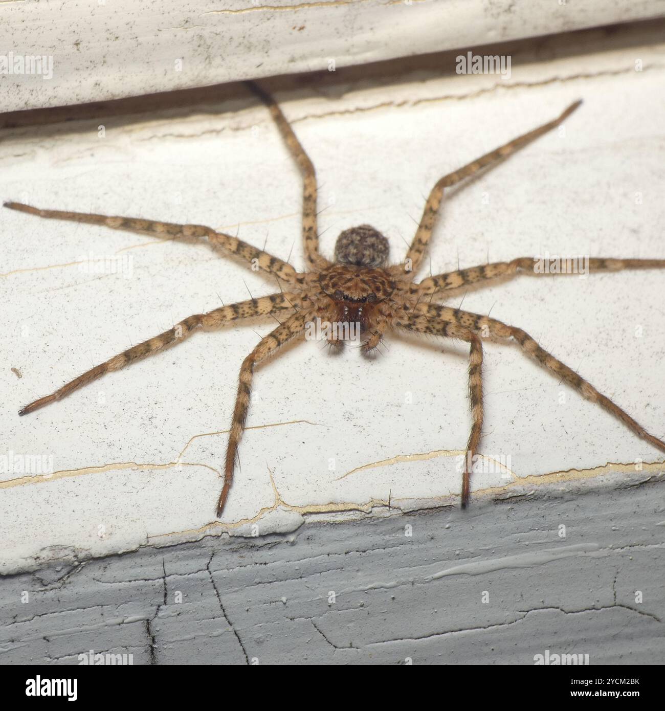 Crescent-eyed Spiders (Selenops) Arachnida Stock Photo - Alamy