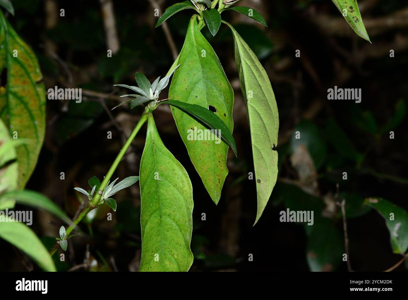 porcupine flower (Barleria prionitis) Plantae Stock Photo - Alamy