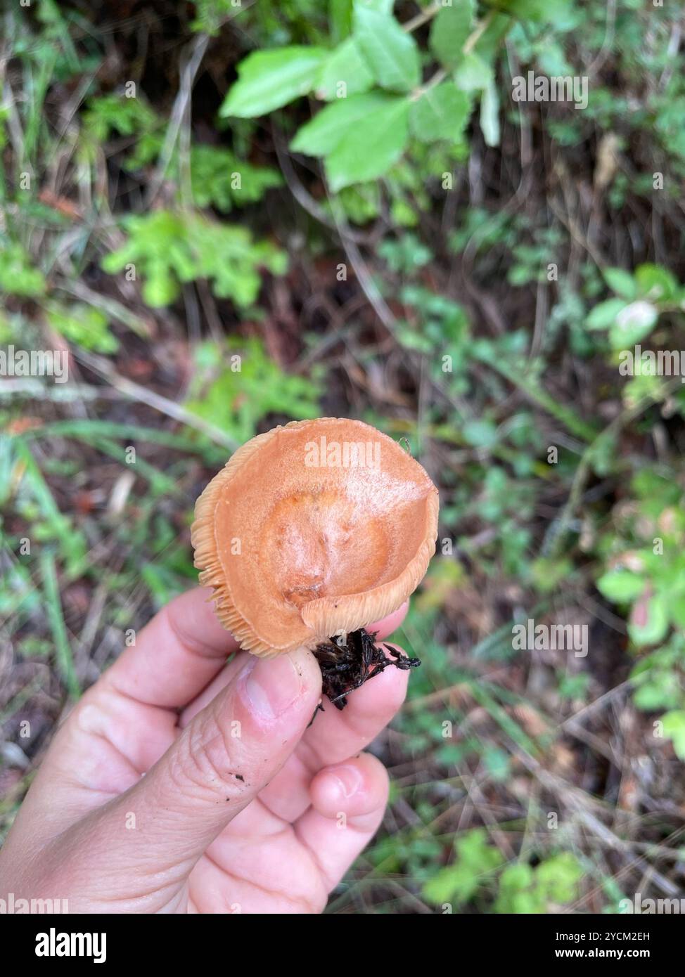 Yellow-staining Milk Cap (Lactarius xanthogalactus) Fungi Stock Photo ...
