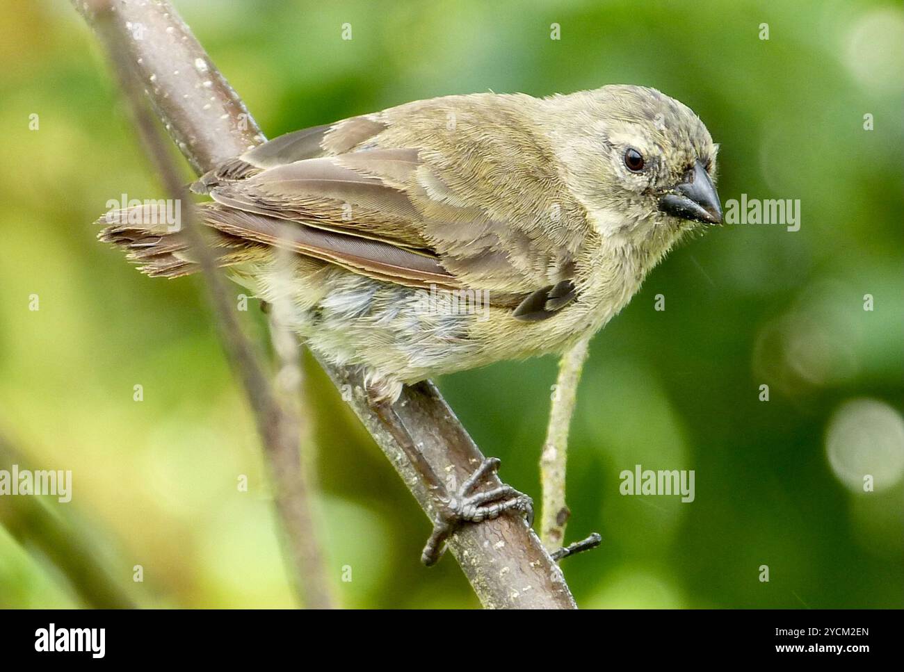Small Tree-Finch (Camarhynchus parvulus) Aves Stock Photo - Alamy