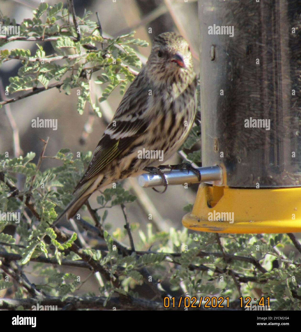 Pine Siskin (Spinus pinus) Aves Stock Photo - Alamy