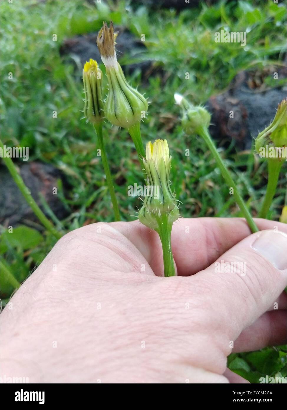False Hawkbit (Urospermum picroides) Plantae Stock Photo - Alamy