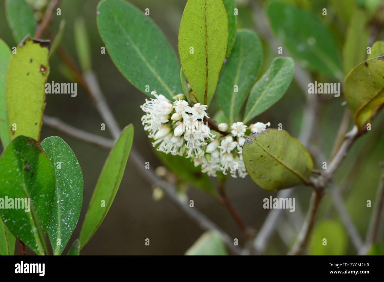 Aegiceras corniculatum hi-res stock photography and images - Alamy