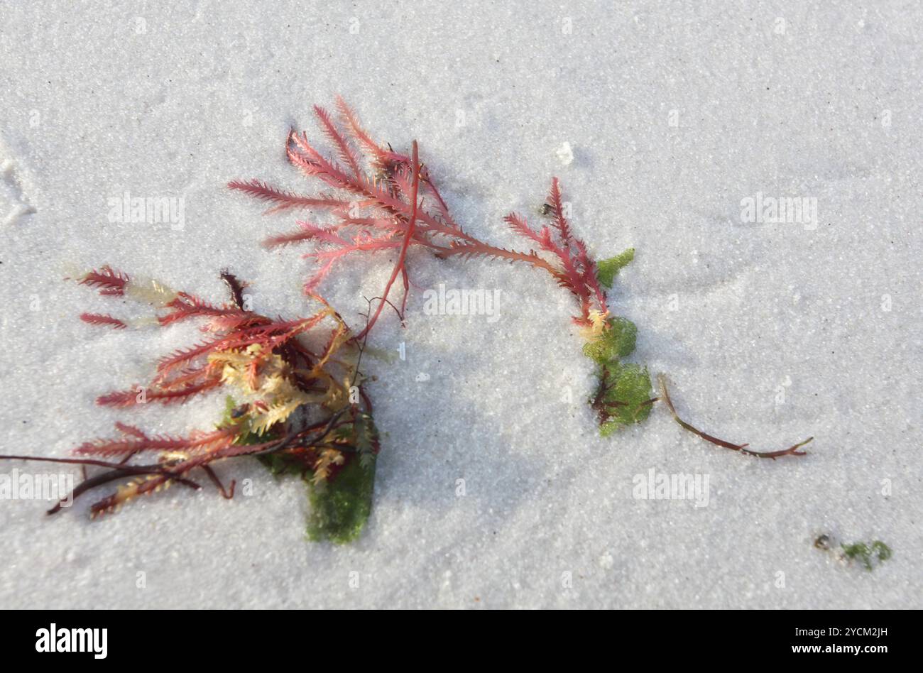 Green and red seaweed hi-res stock photography and images - Alamy
