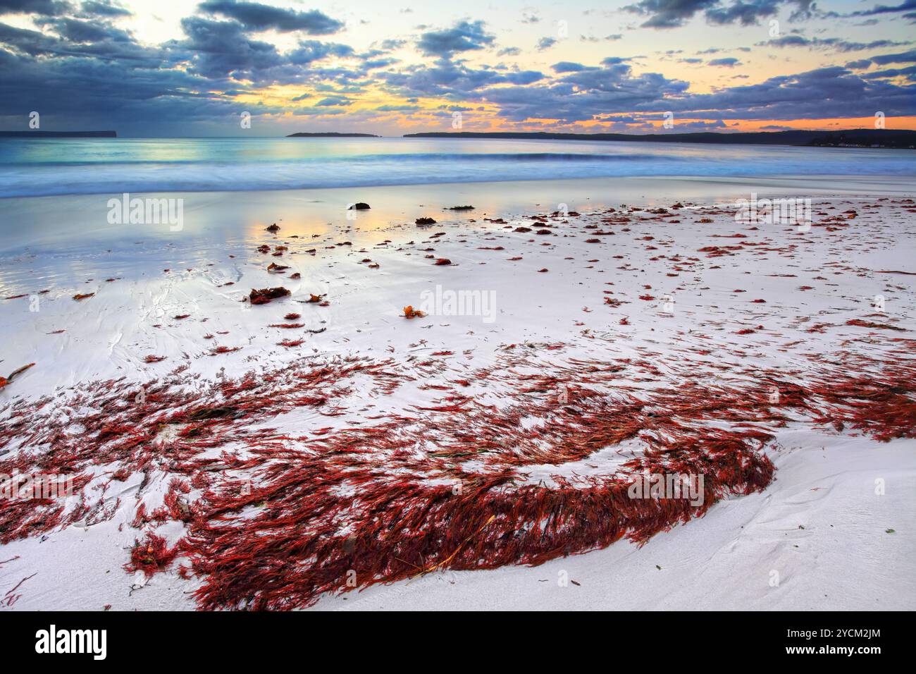 Pretty red seaweed washed ashore the beach at dawn Stock Photo - Alamy