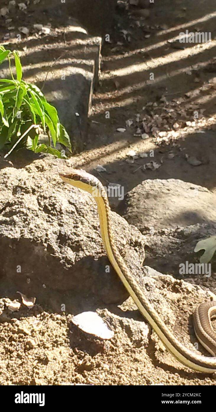 Stripe-bellied Sand Snake (Psammophis subtaeniatus) Reptilia Stock ...