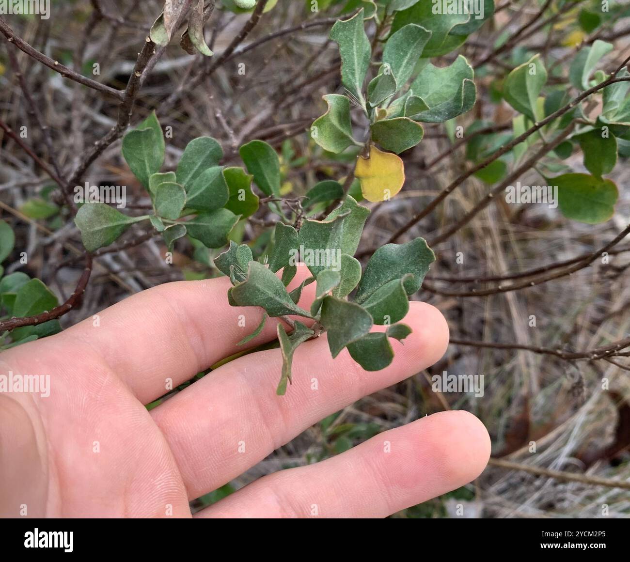 Garberia heterophylla hi-res stock photography and images - Alamy