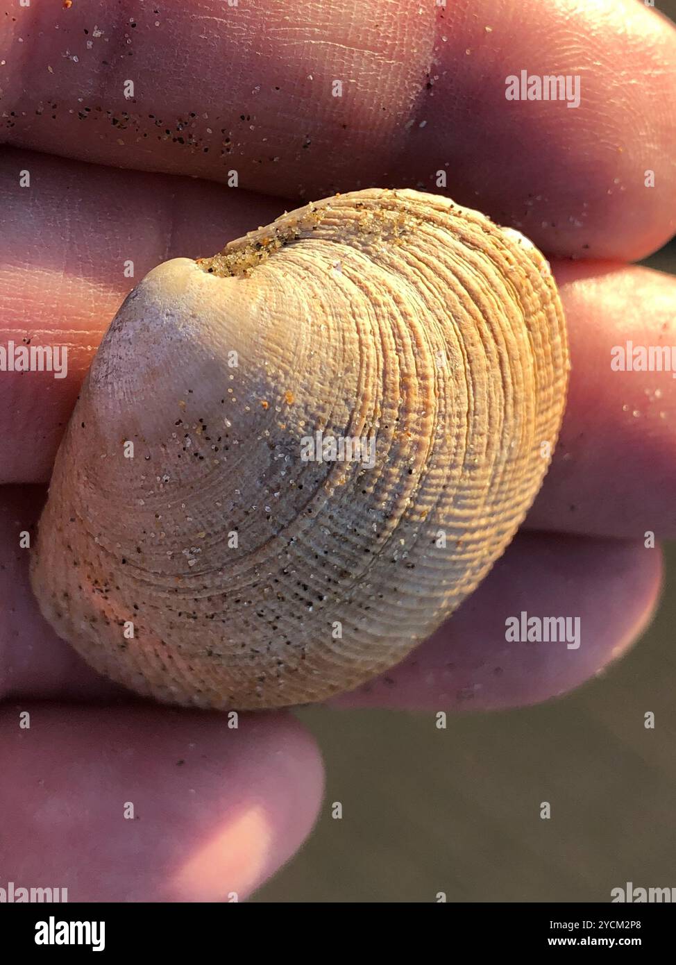 Pacific Littleneck Clam (Leukoma staminea) Mollusca Stock Photo - Alamy