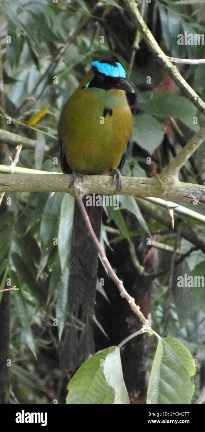 Andean motmot momotus aequatorialis hi-res stock photography and images ...