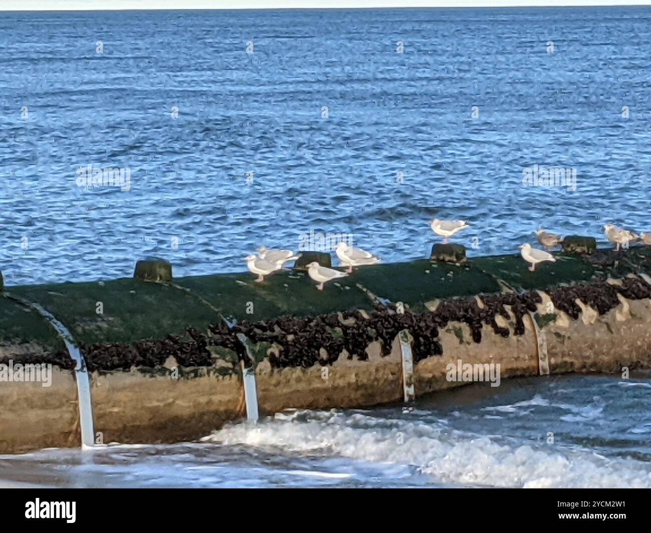 Iceland Gull (Larus glaucoides) Aves Stock Photo - Alamy