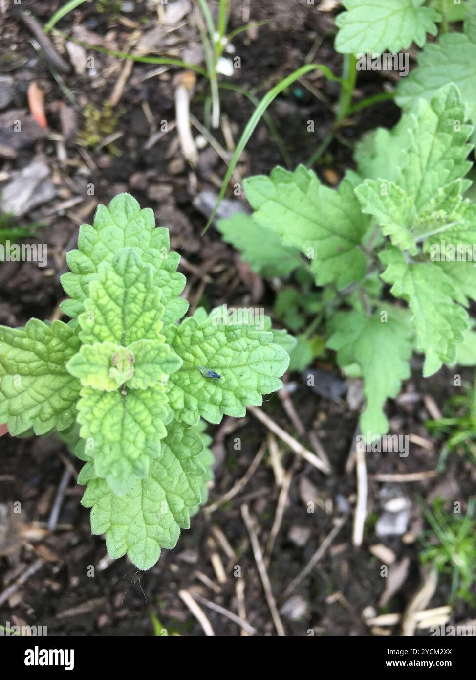 Woolly Alder Aphid (Prociphilus tessellatus) Insecta Stock Photo - Alamy