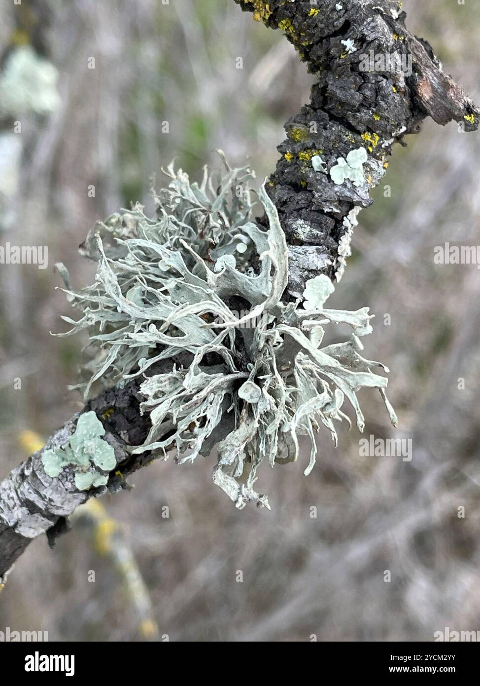 bushy lichens (Ramalina) Fungi Stock Photo - Alamy