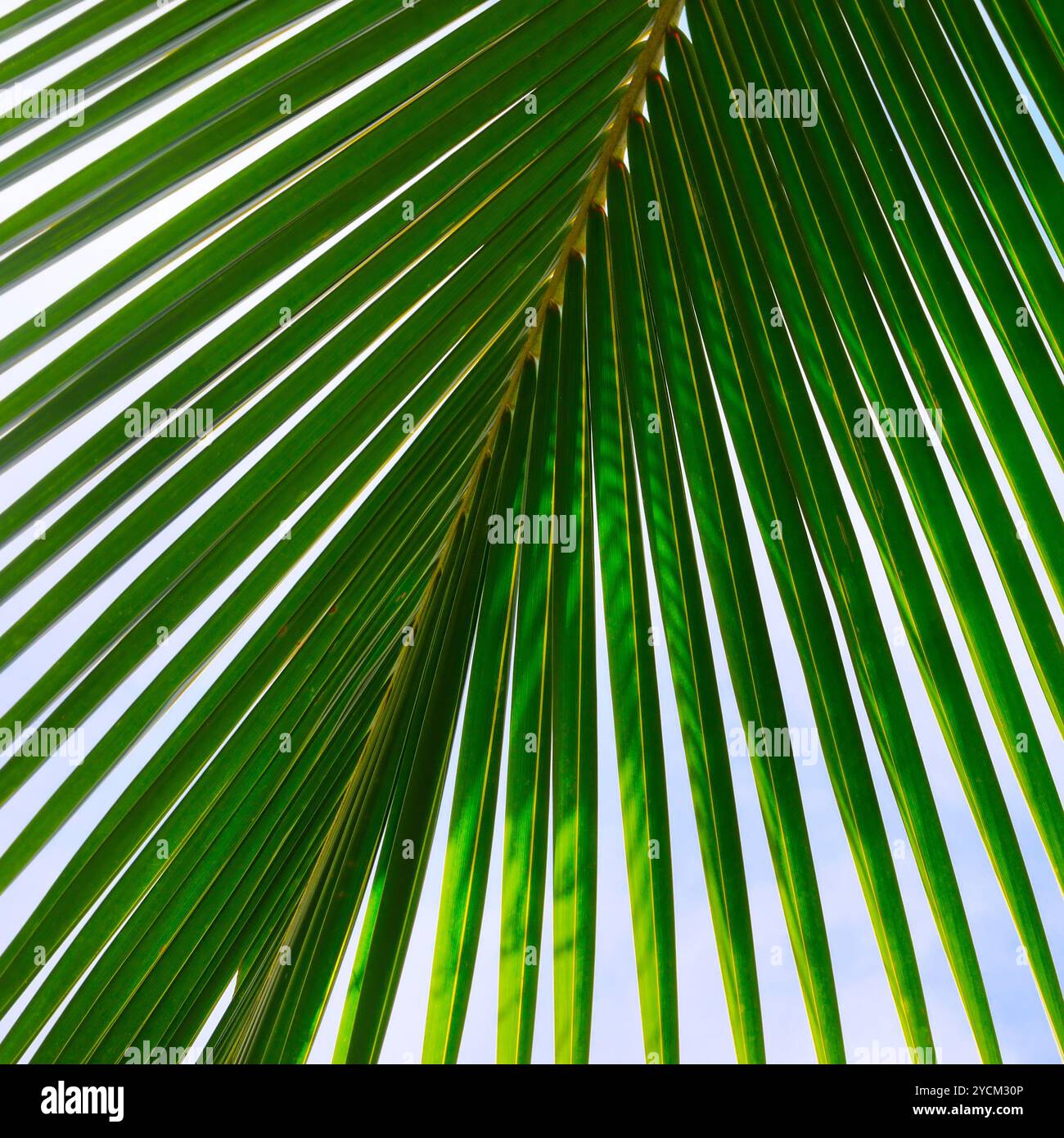Bottom view of tropical palm trees leaves in blue sky background ...