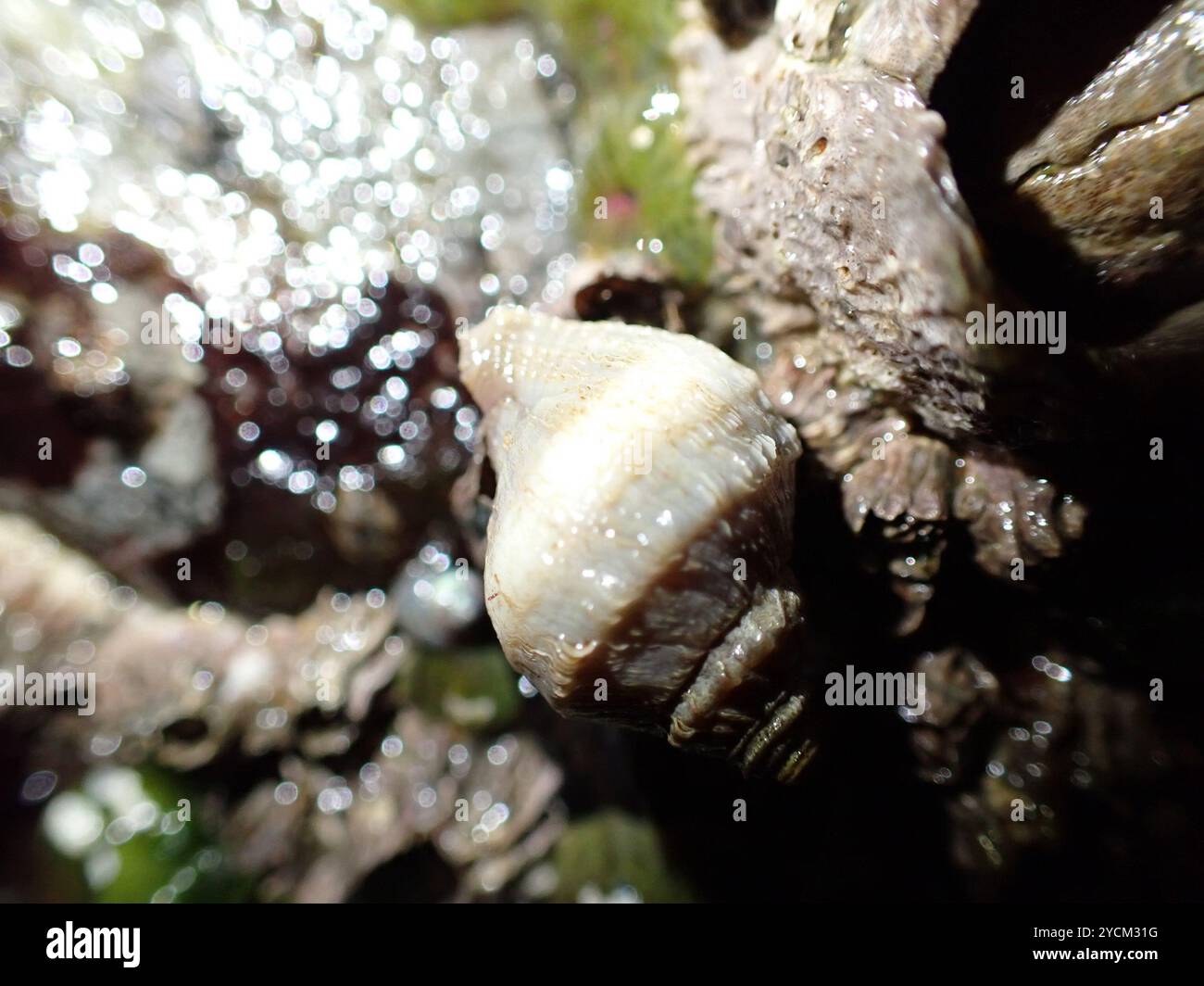 Frilled Dogwinkle (Nucella lamellosa) Mollusca Stock Photo - Alamy