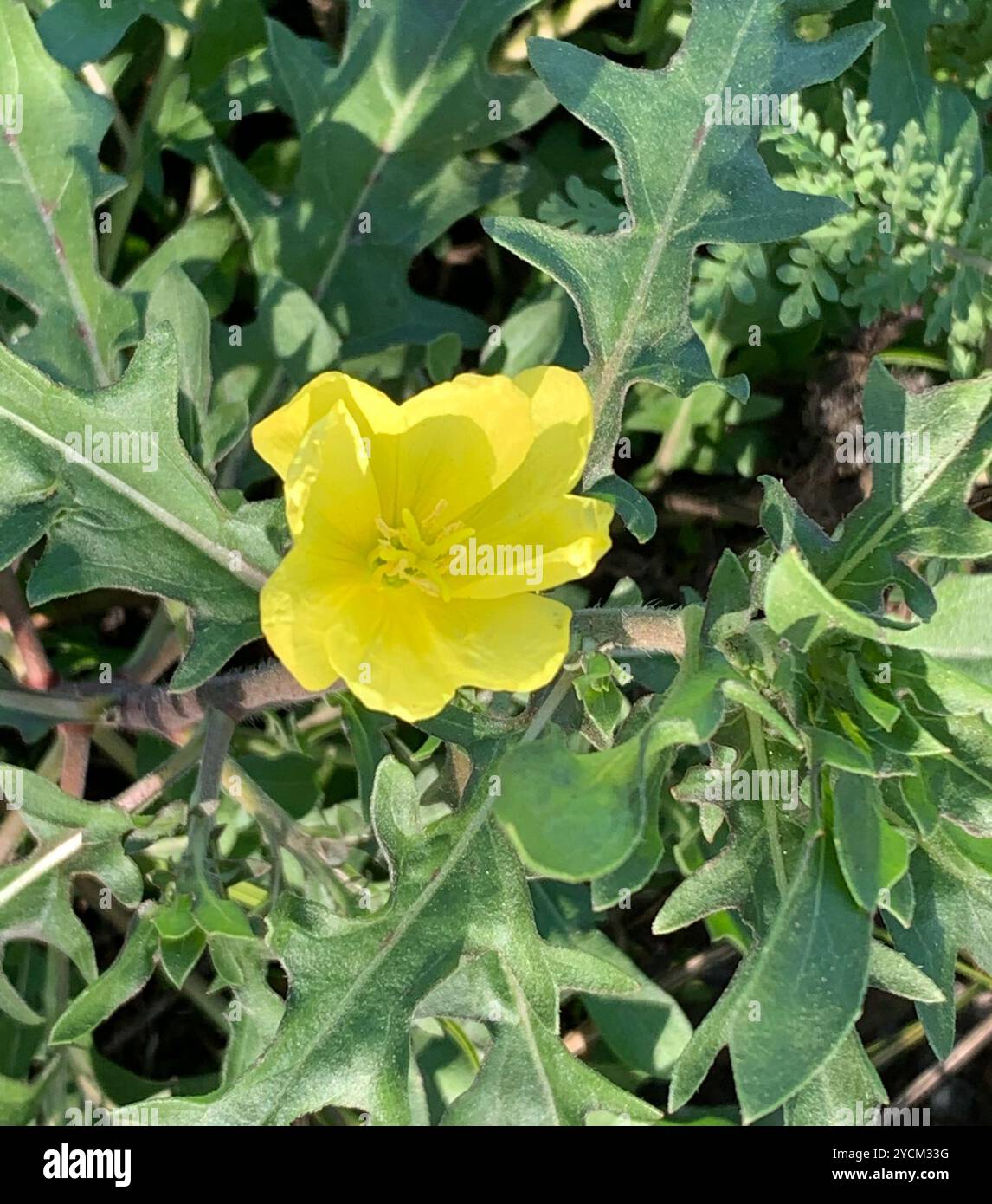 cutleaf evening primrose (Oenothera laciniata) Plantae Stock Photo - Alamy