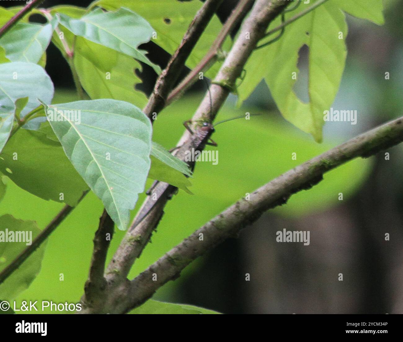 giant red-winged grasshopper (Tropidacris cristata) Insecta Stock Photo ...