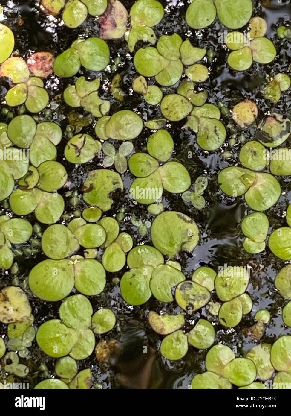greater duckweed (Spirodela polyrhiza) Plantae Stock Photo - Alamy