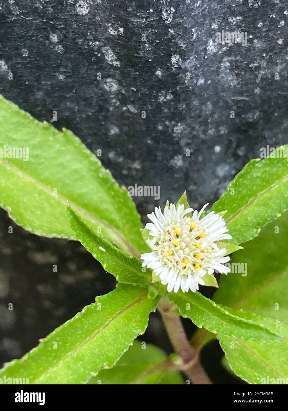 false daisy (Eclipta prostrata) Plantae Stock Photo - Alamy