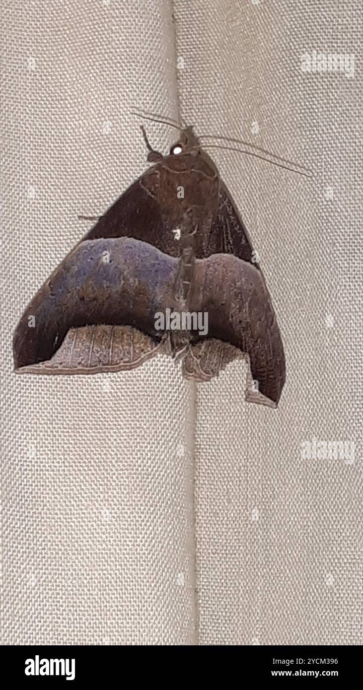 Echo Moth (Achaea echo) Insecta Stock Photo - Alamy