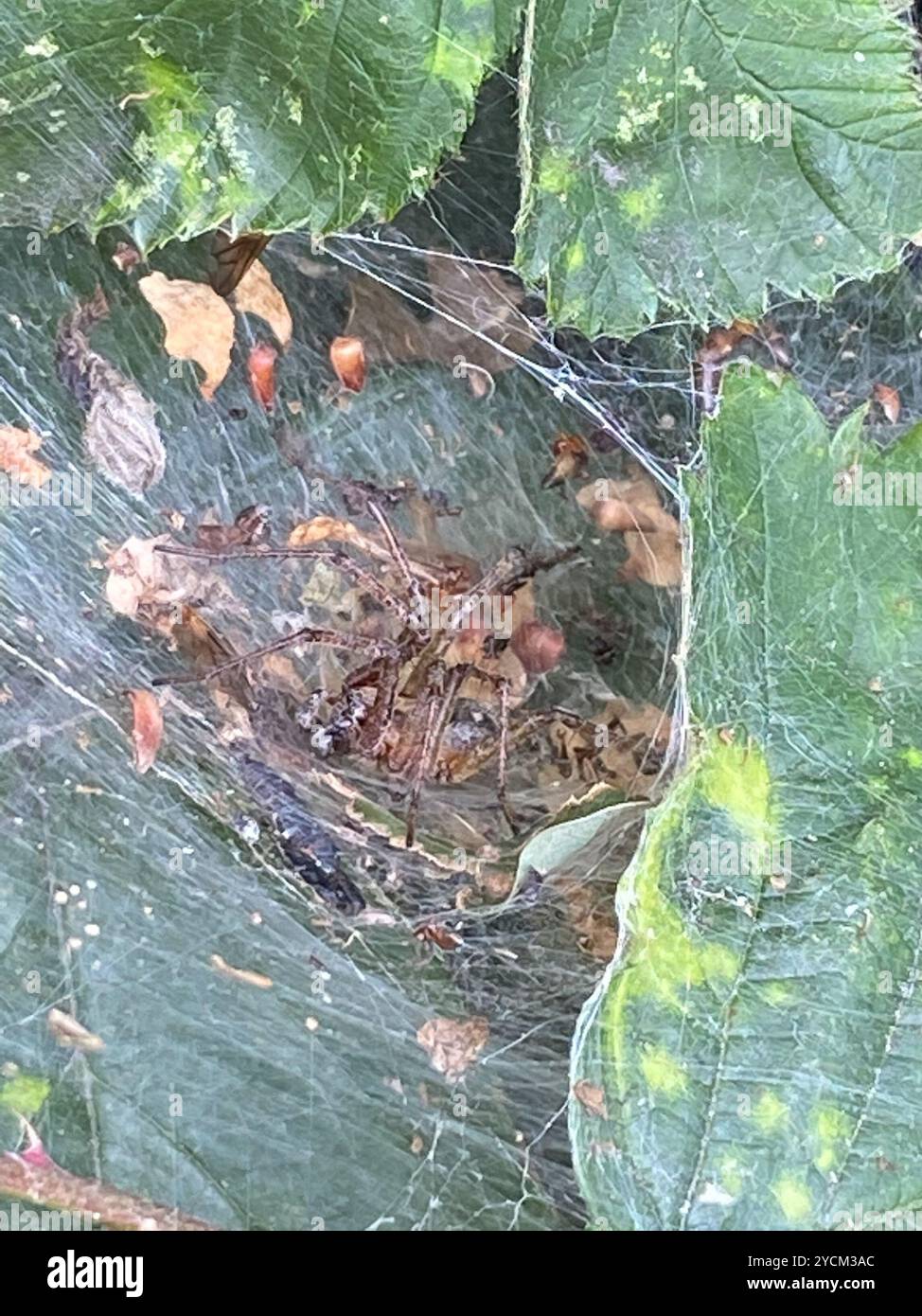 Labyrinth spider (Agelena labyrinthica) Arachnida Stock Photo - Alamy