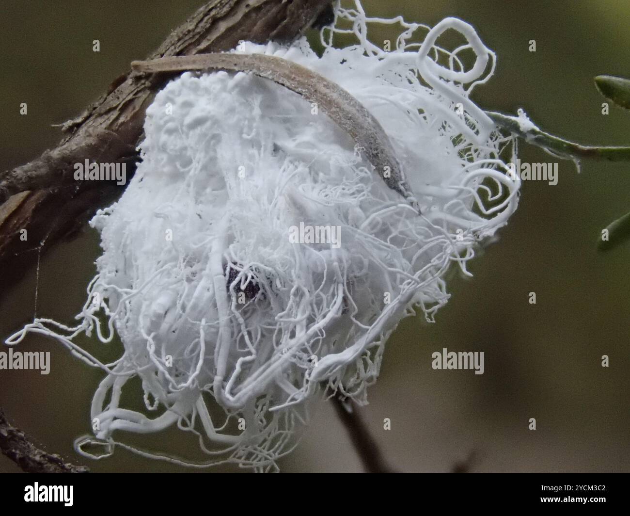 (Callococcus acaciae) Insecta Stock Photo - Alamy