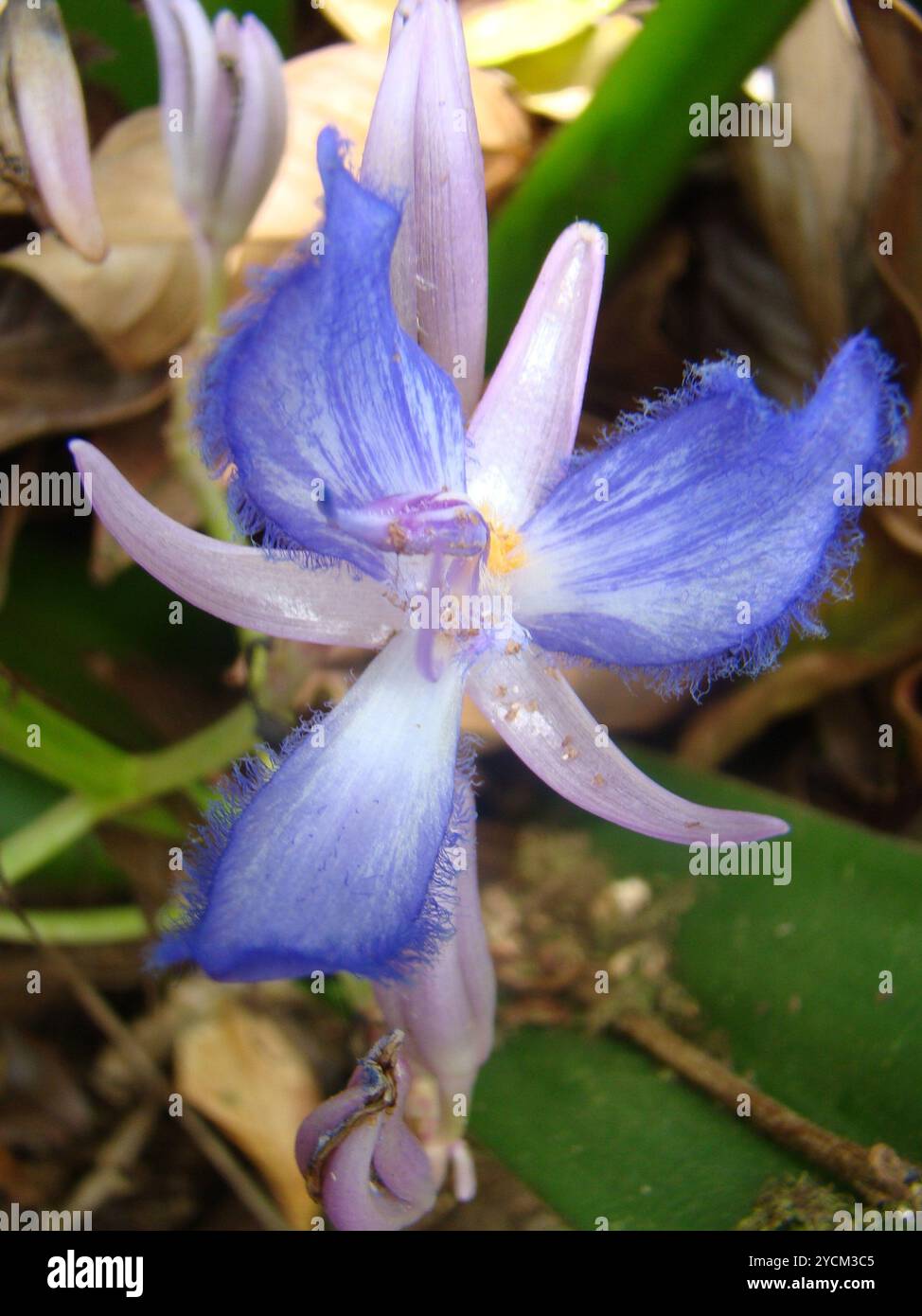 flowering plants (Angiospermae) Plantae Stock Photo - Alamy