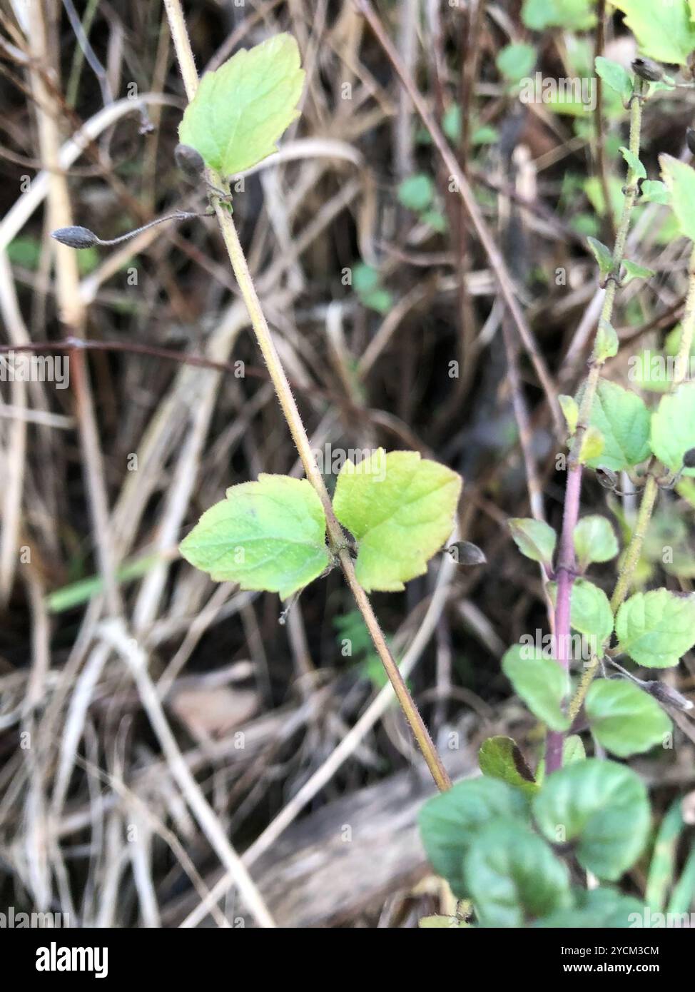 yerba buena (Clinopodium douglasii) Plantae Stock Photo - Alamy