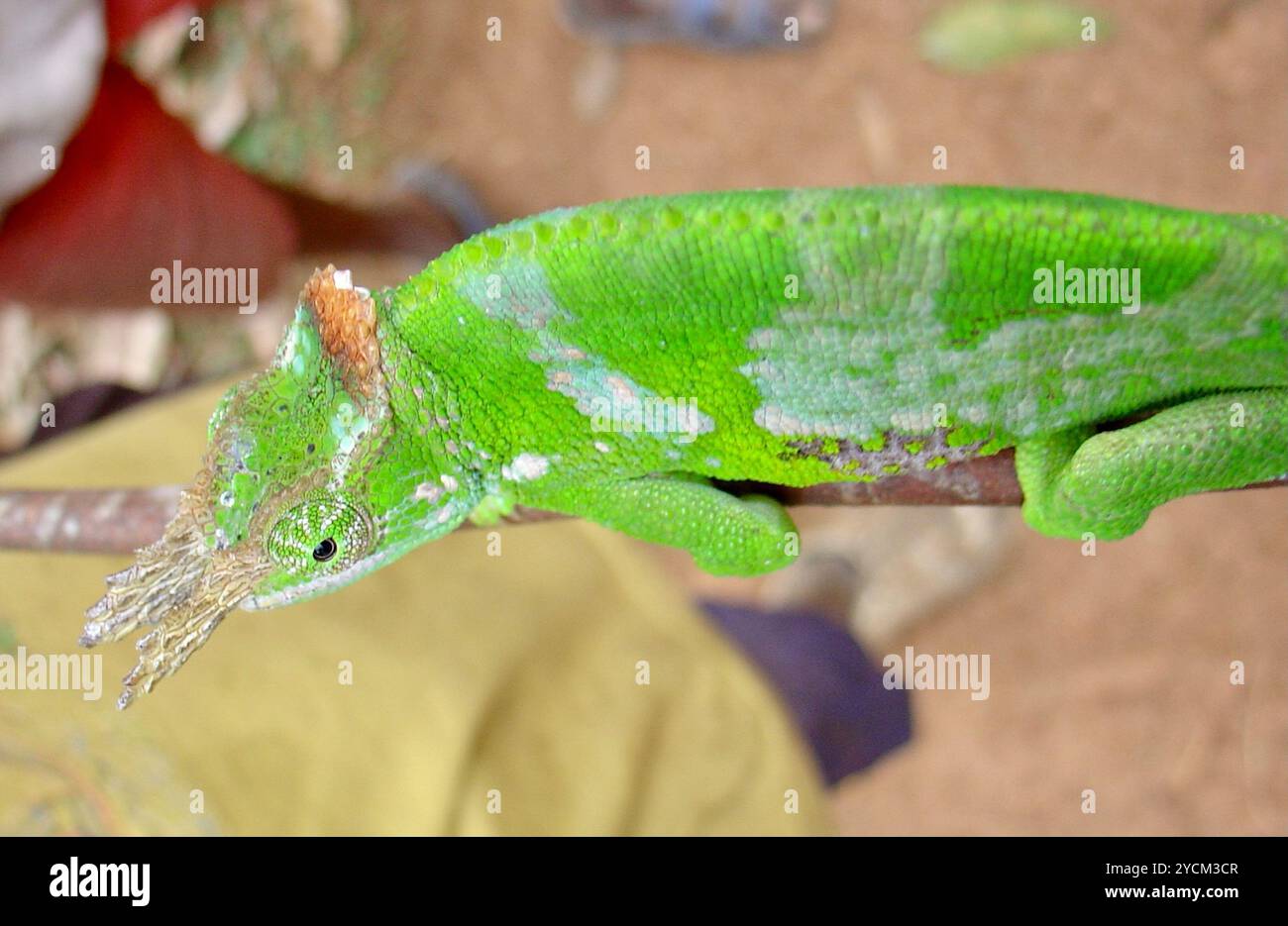 West Usambara two-horned chamaeleon (Kinyongia multituberculata ...