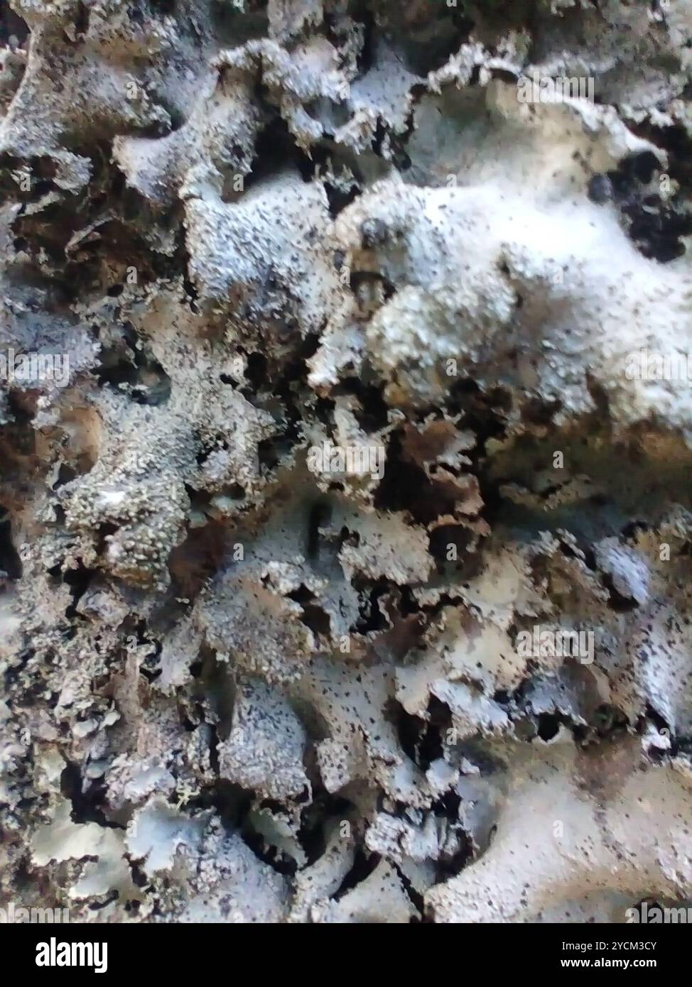 typical shield lichens (Parmelioideae) Fungi Stock Photo - Alamy