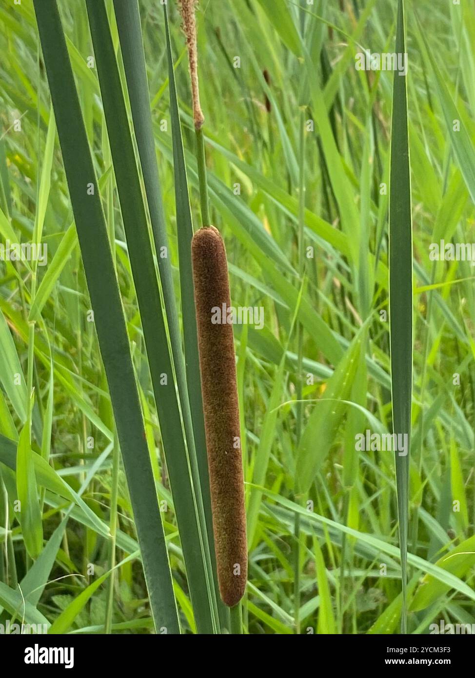 narrow-leaved cattail (Typha angustifolia) Plantae Stock Photo - Alamy