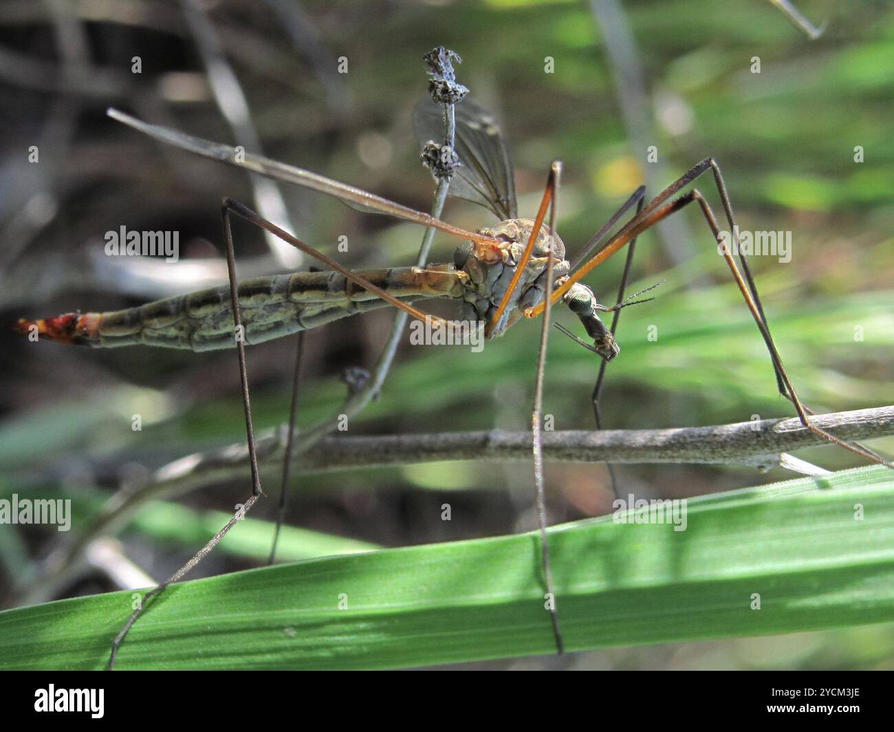 Common Crane Flies (Tipula) Insecta Stock Photo - Alamy